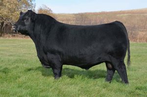 Angus Beef: Definition and How Does It Differ from Other Breeds